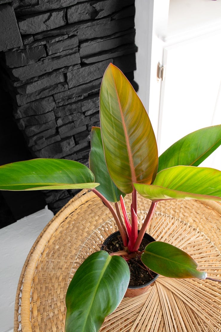 Learn all about caring for the gorgeous philodendron rojo congo!
