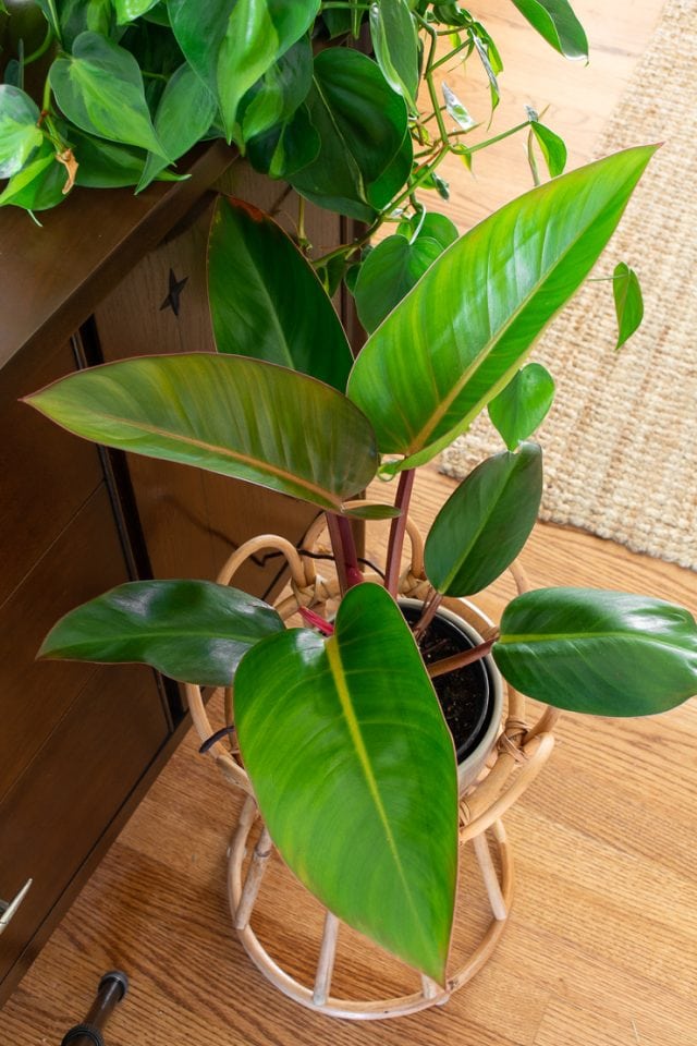 Learn all about caring for the gorgeous philodendron rojo congo!