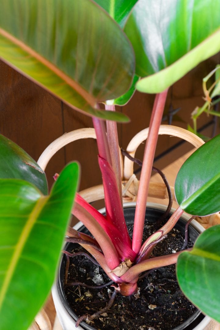 Learn all about caring for the gorgeous philodendron rojo congo!