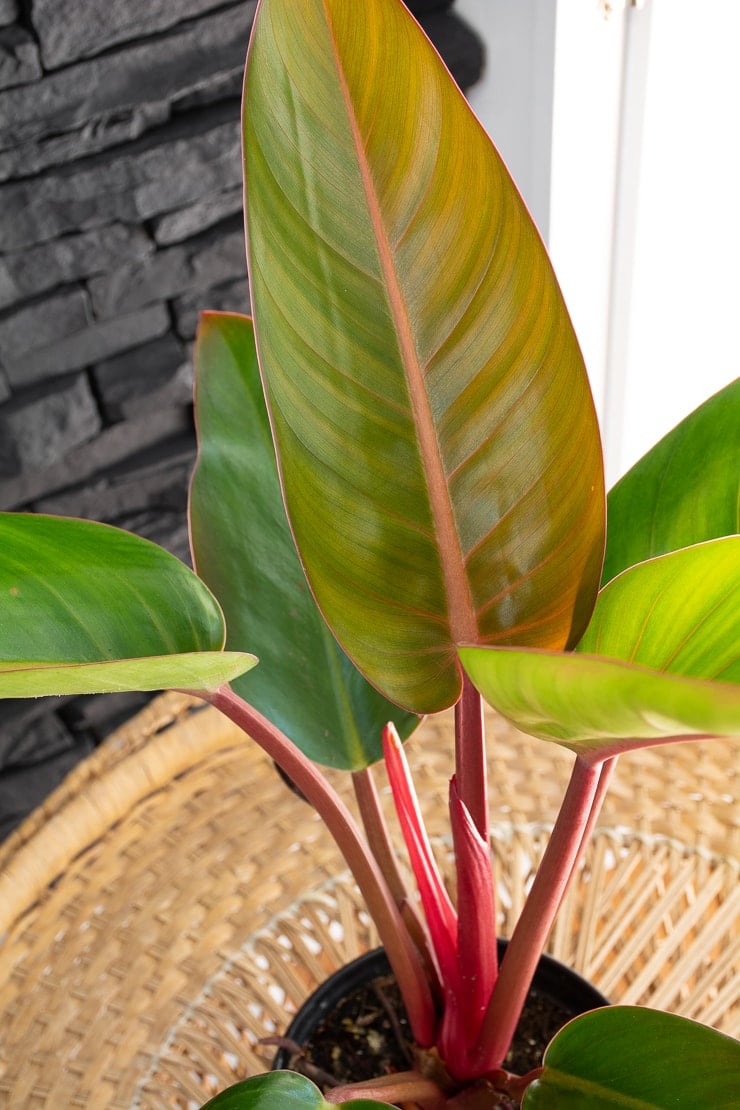Learn all about caring for the gorgeous philodendron rojo congo!