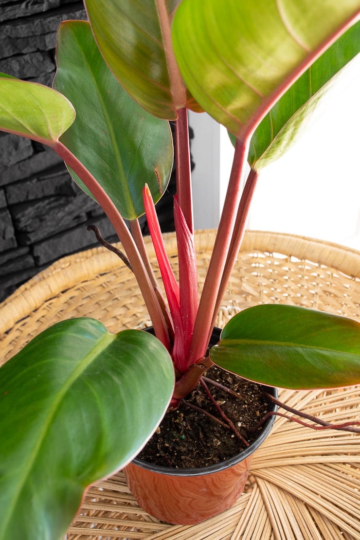 Learn all about caring for the gorgeous philodendron rojo congo!
