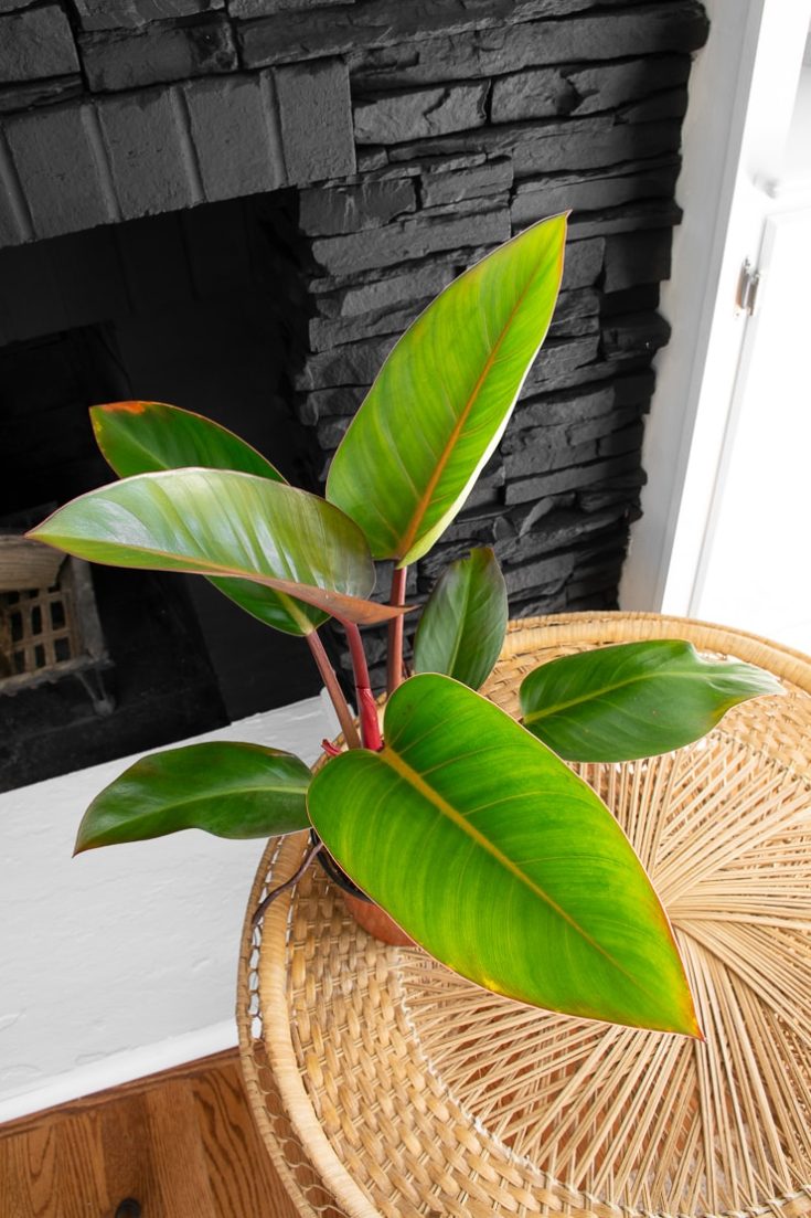 Learn all about caring for the gorgeous philodendron rojo congo!
