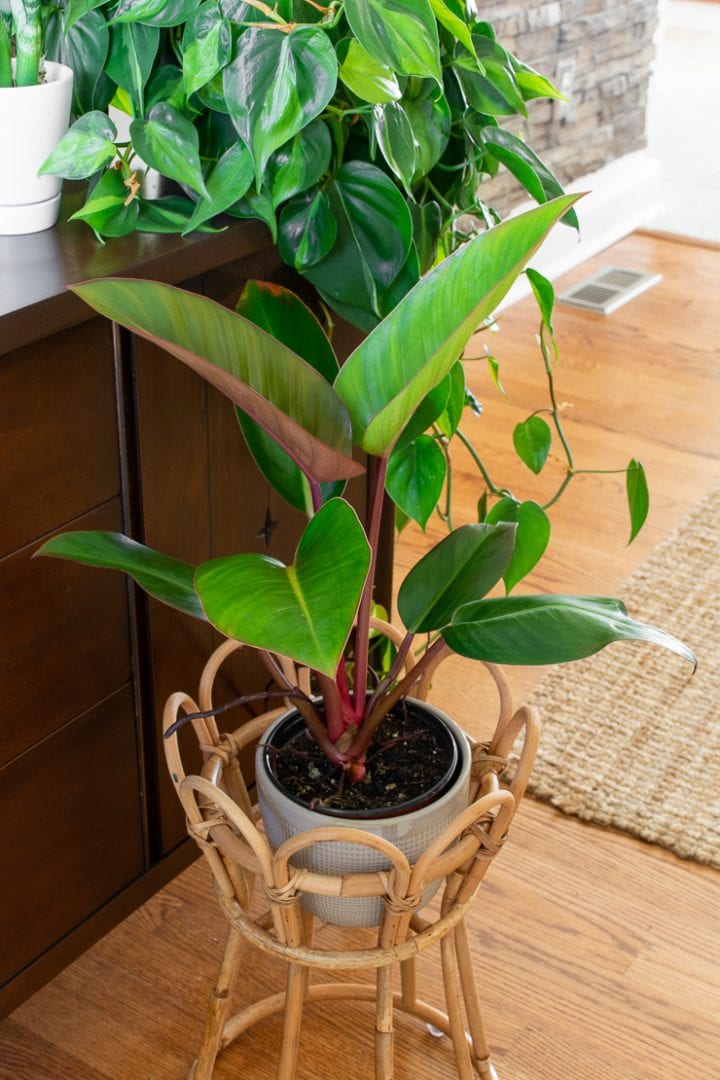 Learn all about caring for the gorgeous philodendron rojo congo!
