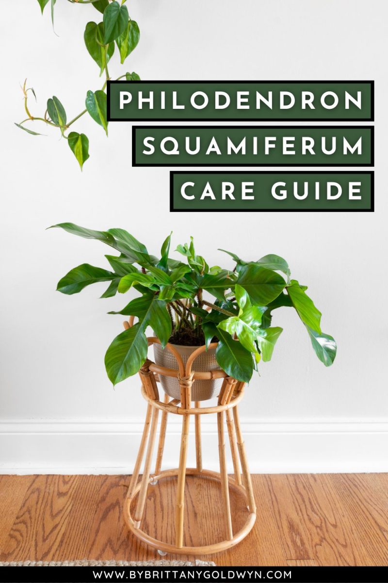 Philodendron squamiferum care & growing this tropical plant inside!