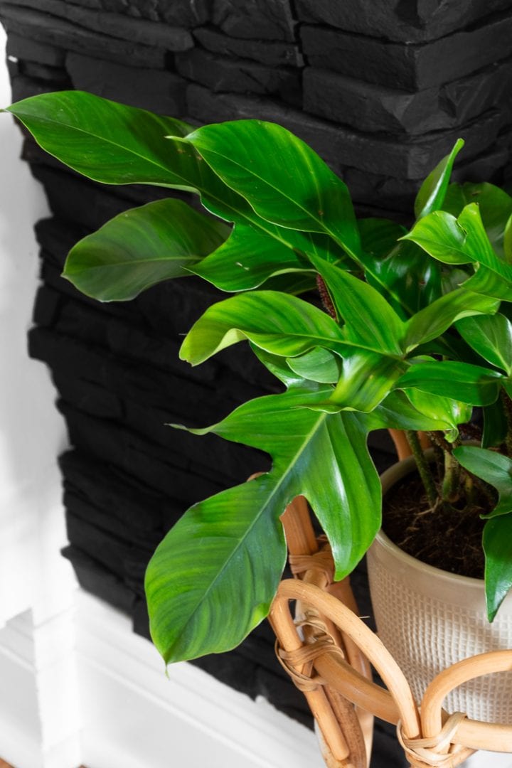 Philodendron squamiferum care & growing this tropical plant inside!