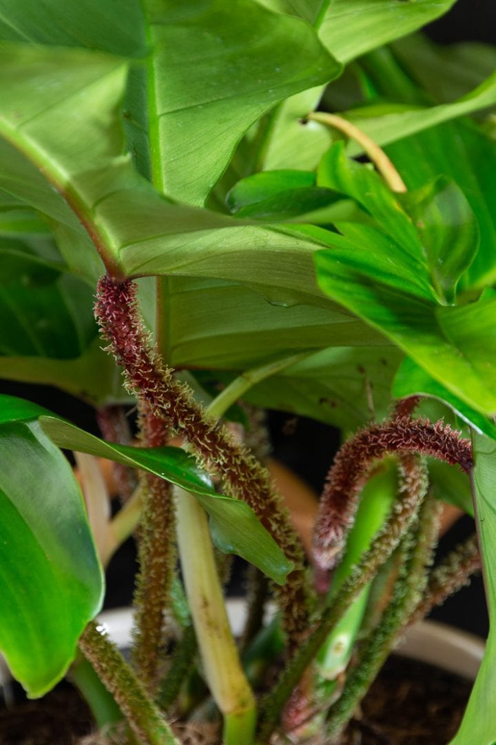 Philodendron squamiferum care & growing this tropical plant inside!