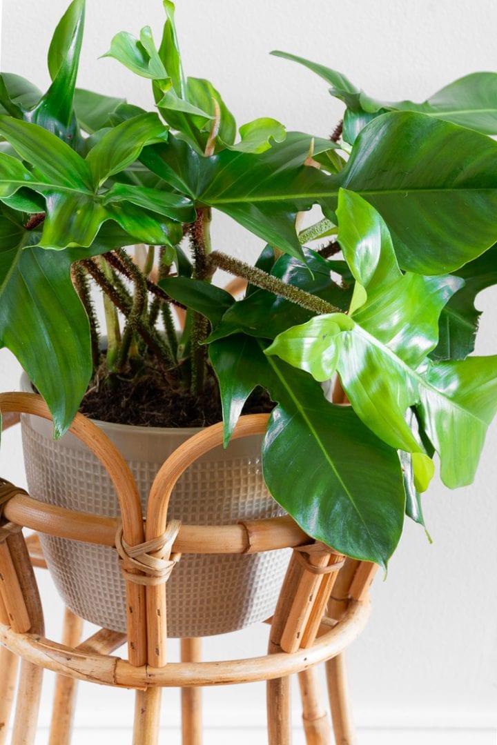 Philodendron squamiferum care & growing this tropical plant inside!