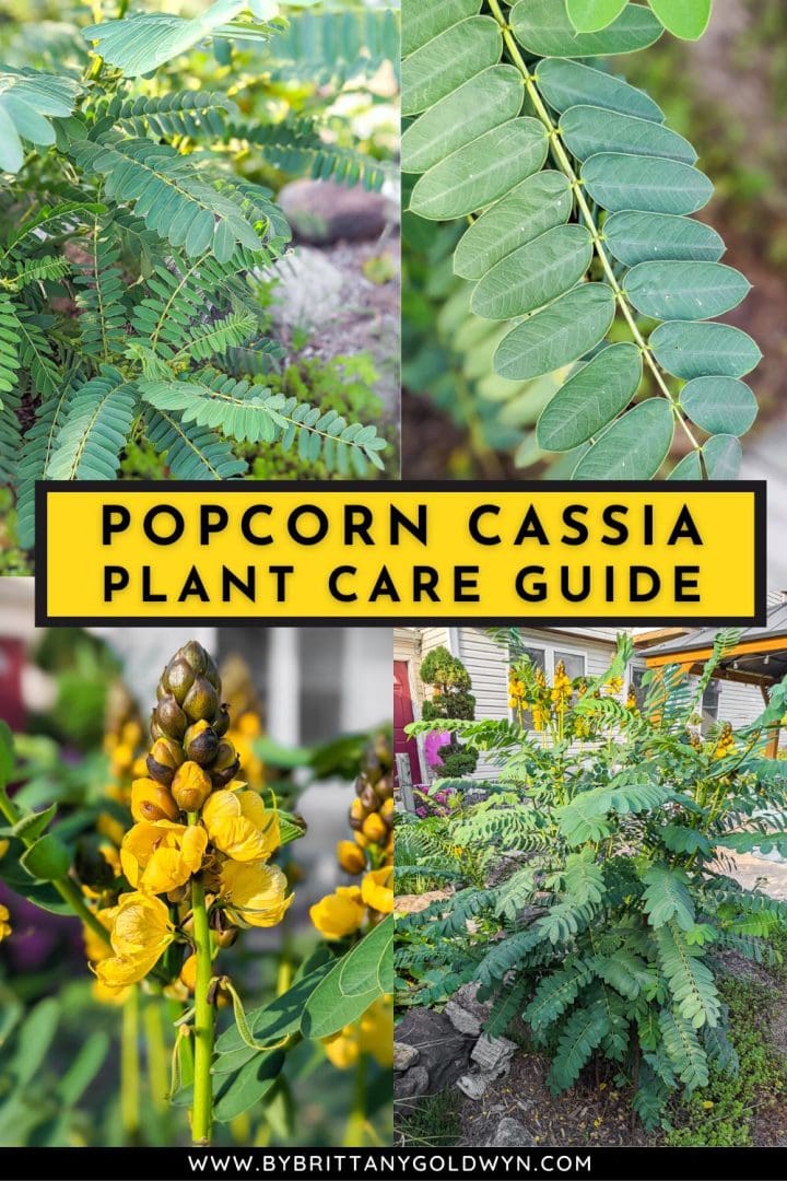 Learn all about the plant that smells like buttered popcorn!