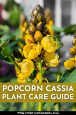 Learn all about the plant that smells like buttered popcorn!