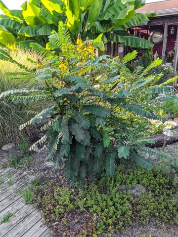 Learn all about the plant that smells like buttered popcorn!