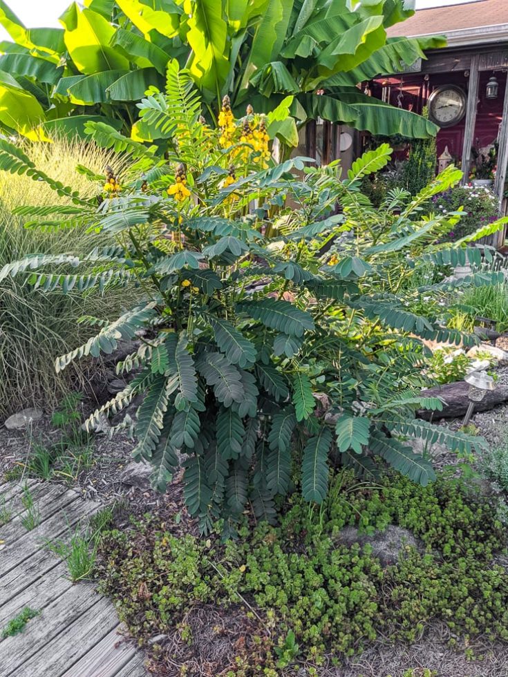 Learn all about the plant that smells like buttered popcorn!