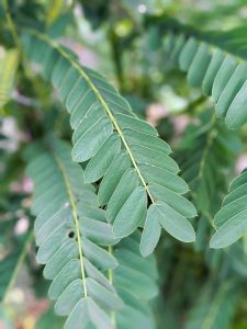 Learn all about the plant that smells like buttered popcorn!