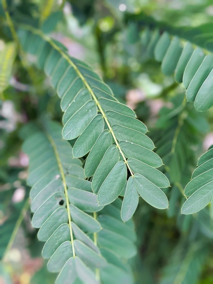 Learn all about the plant that smells like buttered popcorn!