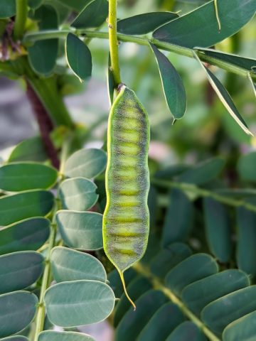 Learn all about the plant that smells like buttered popcorn!