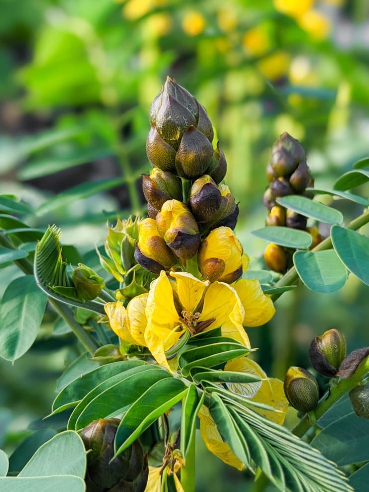 Learn all about the plant that smells like buttered popcorn!