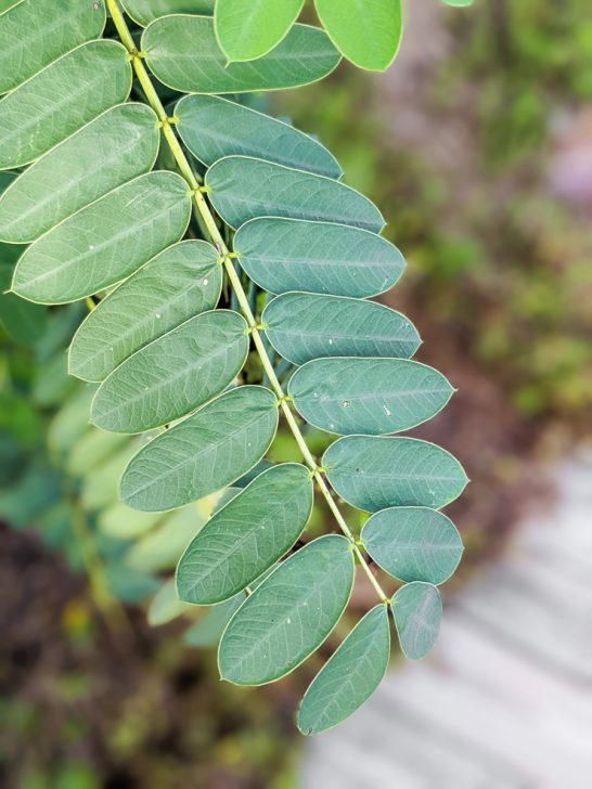 Learn all about the plant that smells like buttered popcorn!