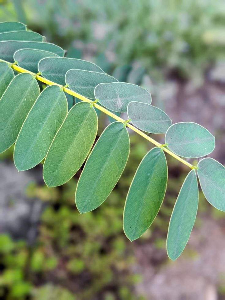 Learn all about the plant that smells like buttered popcorn!