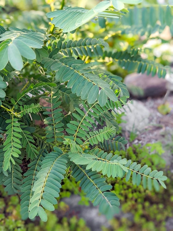 Learn all about the plant that smells like buttered popcorn!