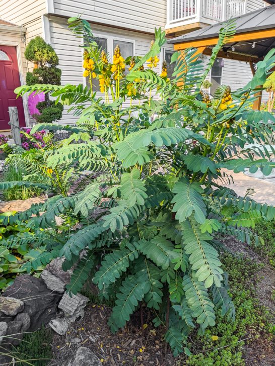 Learn all about the plant that smells like buttered popcorn!