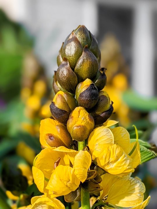 Learn all about the plant that smells like buttered popcorn!