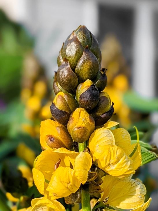 Learn all about the plant that smells like buttered popcorn!