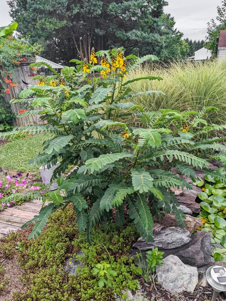 Learn all about the plant that smells like buttered popcorn!