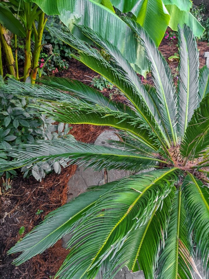 Learn about sago palm care & the safety info you need to know!