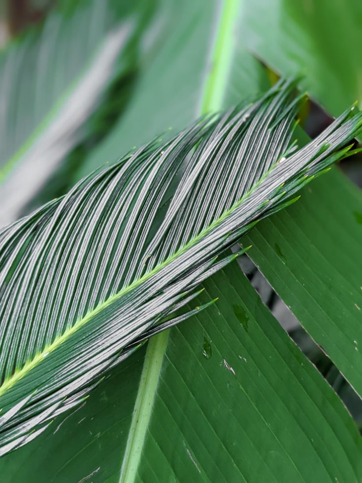 Learn about sago palm care & the safety info you need to know!