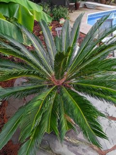 Learn about sago palm care & the safety info you need to know!