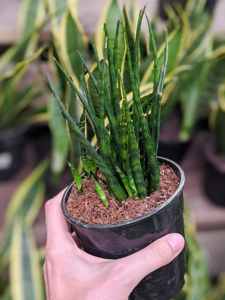 Sansevieria Cylindrica Care - By Brittany Goldwyn | Plants & Projects