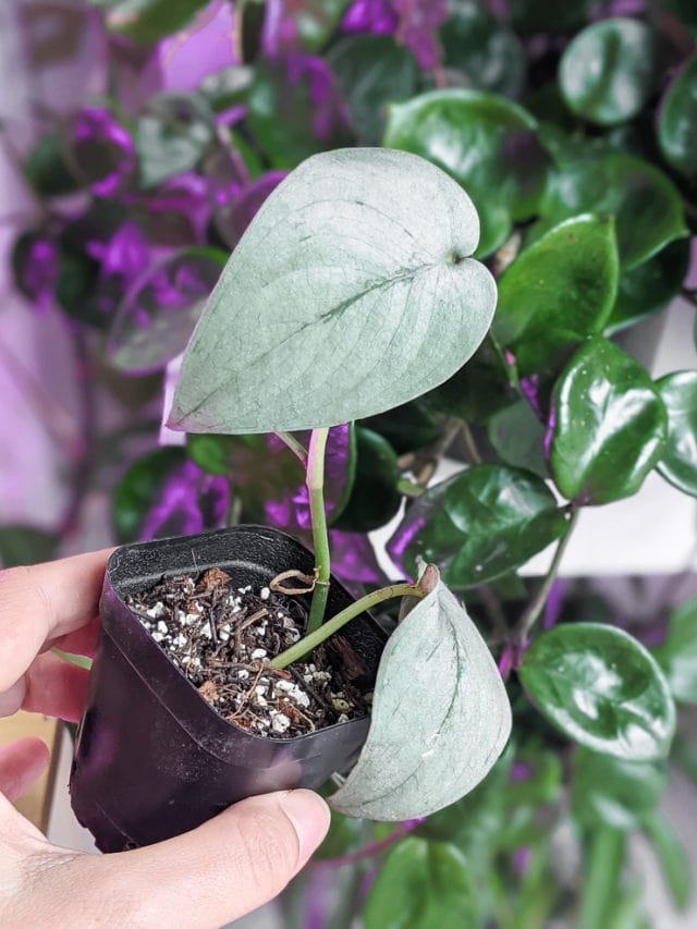 All about the stunning & shimmery scindapsus silver hero plant