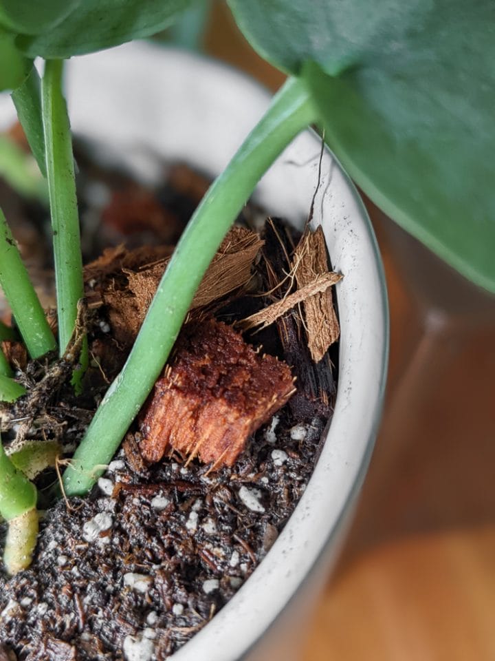 All about the stunning & shimmery scindapsus silver hero plant