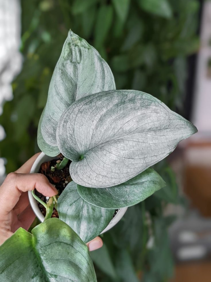 All about the stunning & shimmery scindapsus silver hero plant
