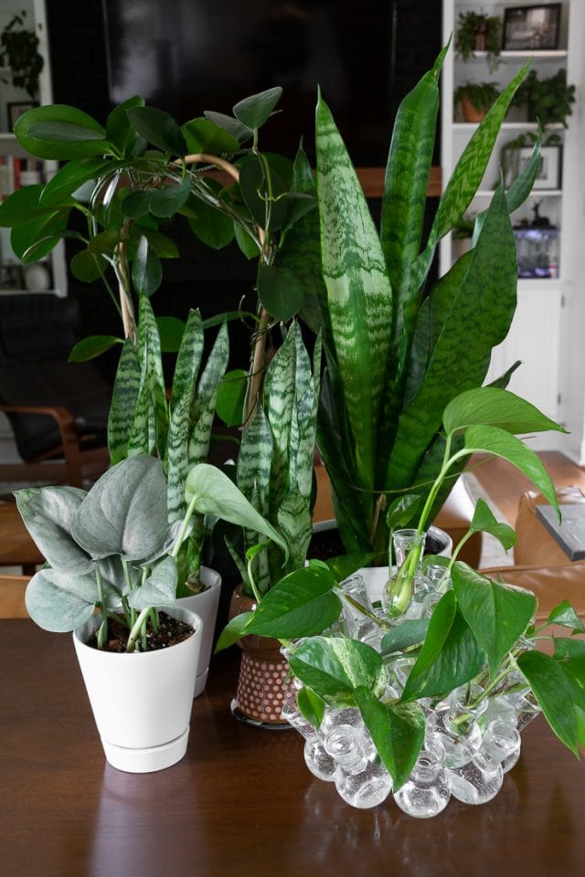 All about the stunning & shimmery scindapsus silver hero plant