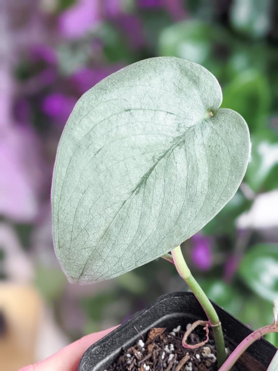 All about the stunning & shimmery scindapsus silver hero plant