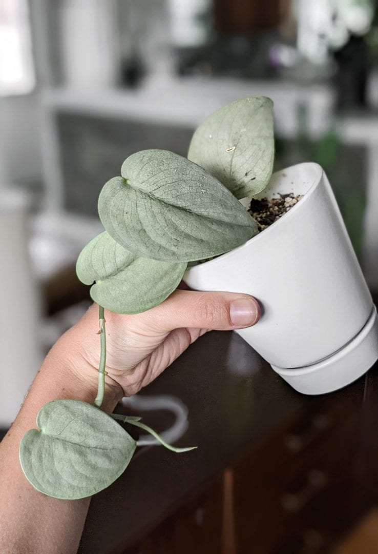 All about the stunning & shimmery scindapsus silver hero plant