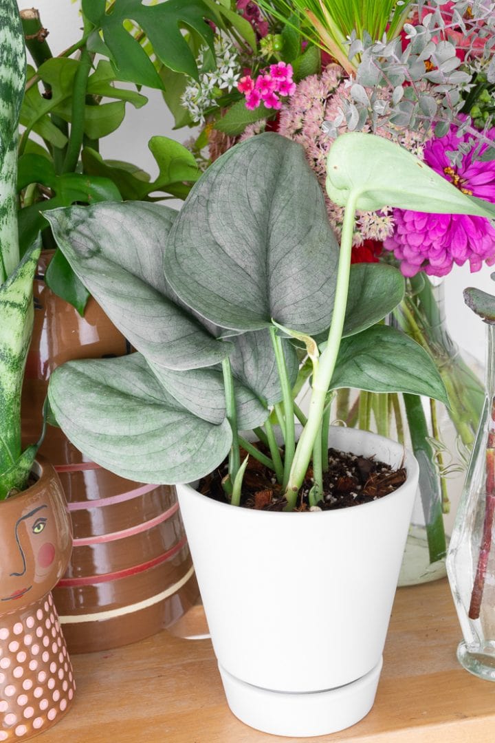 All about the stunning & shimmery scindapsus silver hero plant