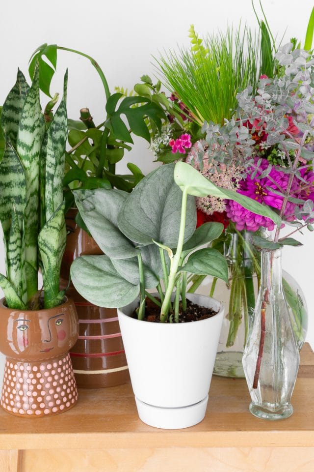 All about the stunning & shimmery scindapsus silver hero plant