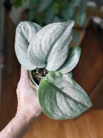 All about the stunning & shimmery scindapsus silver hero plant