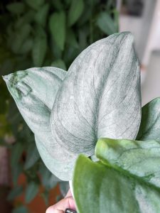All about the stunning & shimmery scindapsus silver hero plant