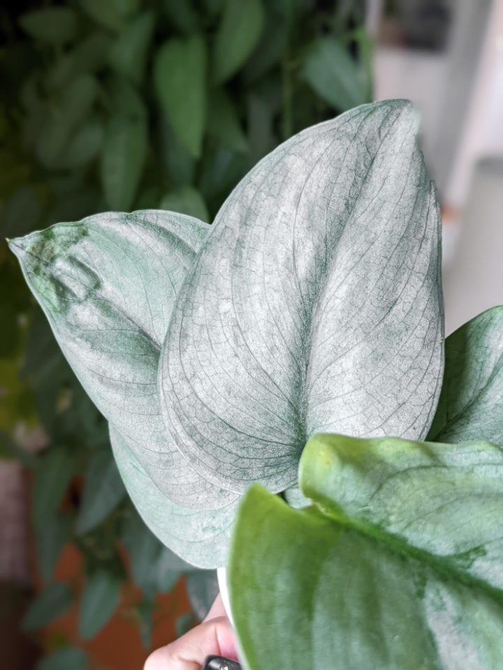 All about the stunning & shimmery scindapsus silver hero plant