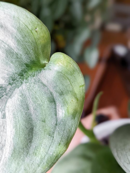 All about the stunning & shimmery scindapsus silver hero plant