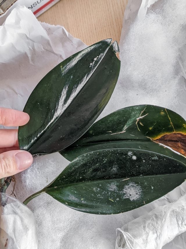 Scindapsus treubii dark form care...learn all about this rare variety!