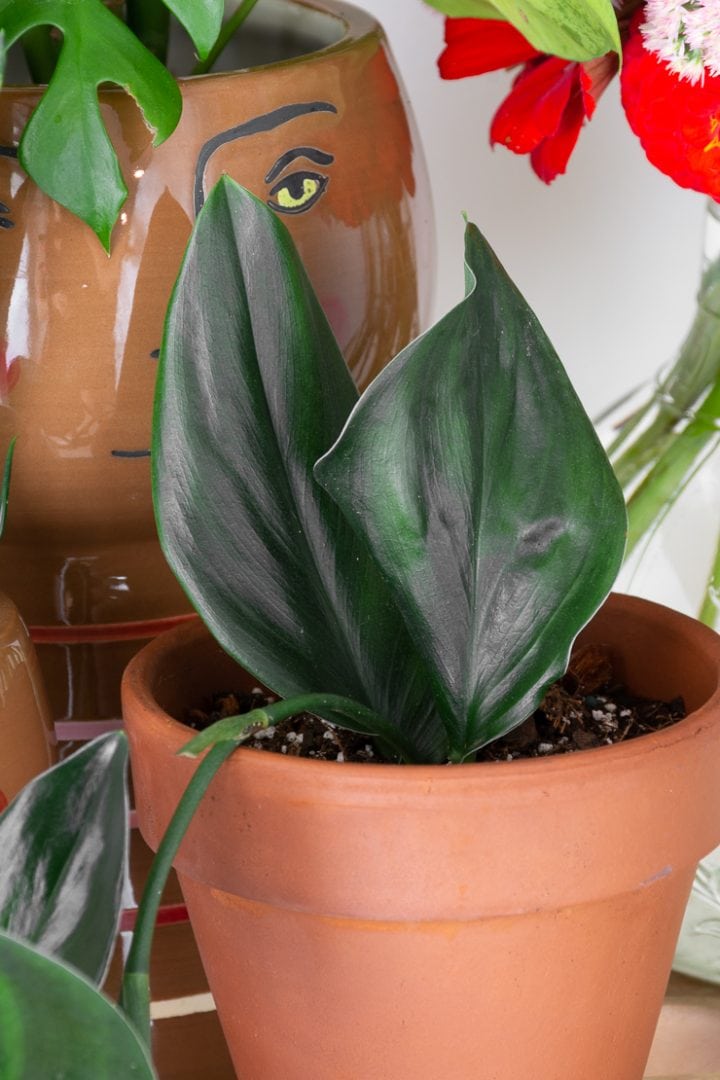 Scindapsus treubii dark form care...learn all about this rare variety!