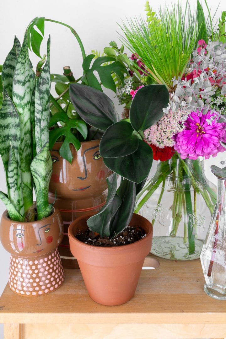 Scindapsus treubii dark form care...learn all about this rare variety!