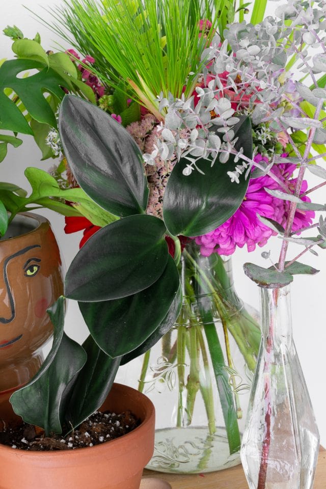 Scindapsus treubii dark form care...learn all about this rare variety!