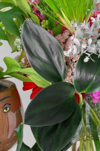 Scindapsus treubii dark form care...learn all about this rare variety!