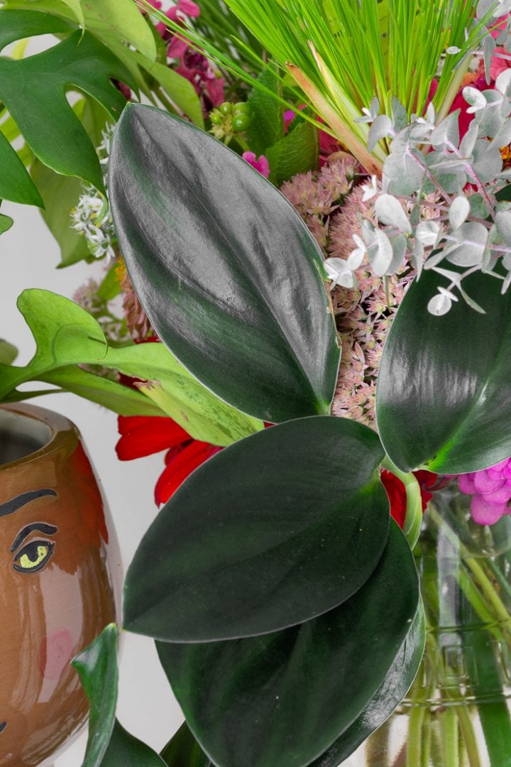 Scindapsus treubii dark form care...learn all about this rare variety!