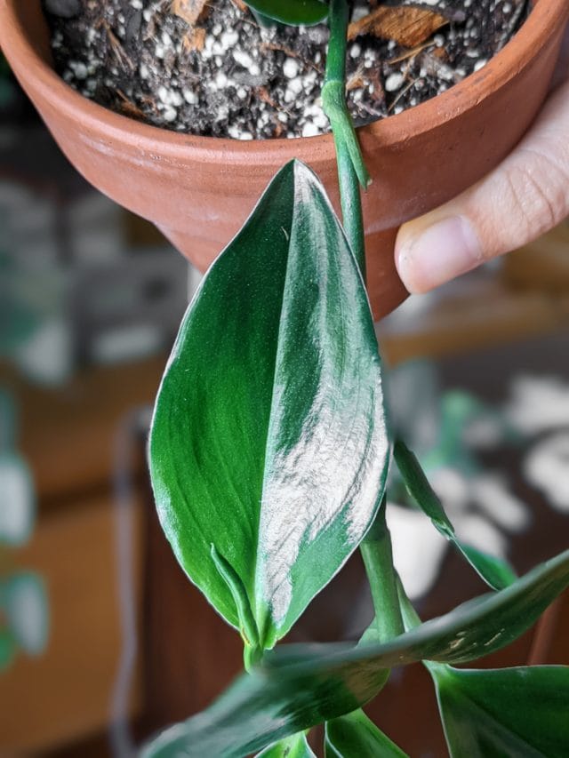 Scindapsus treubii dark form care...learn all about this rare variety!