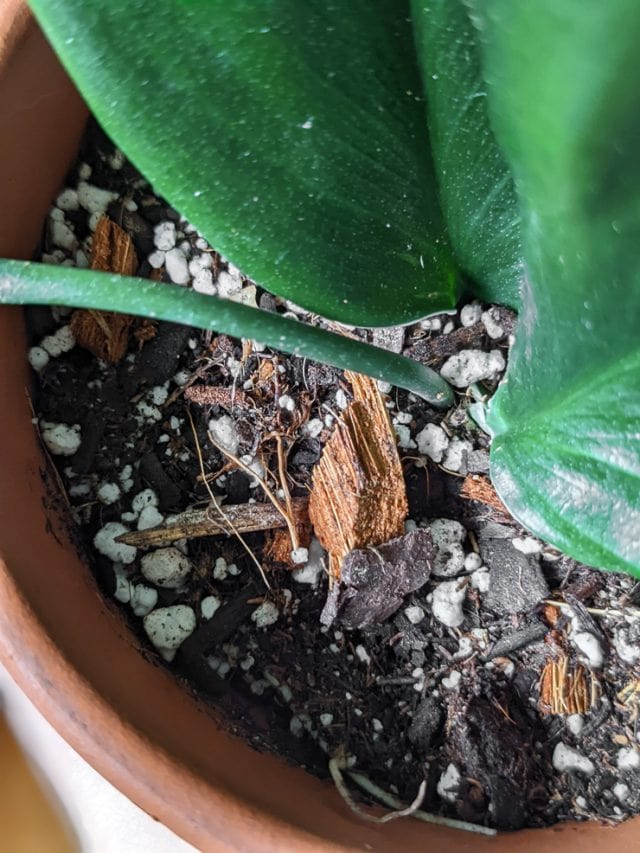 Scindapsus treubii dark form care...learn all about this rare variety!